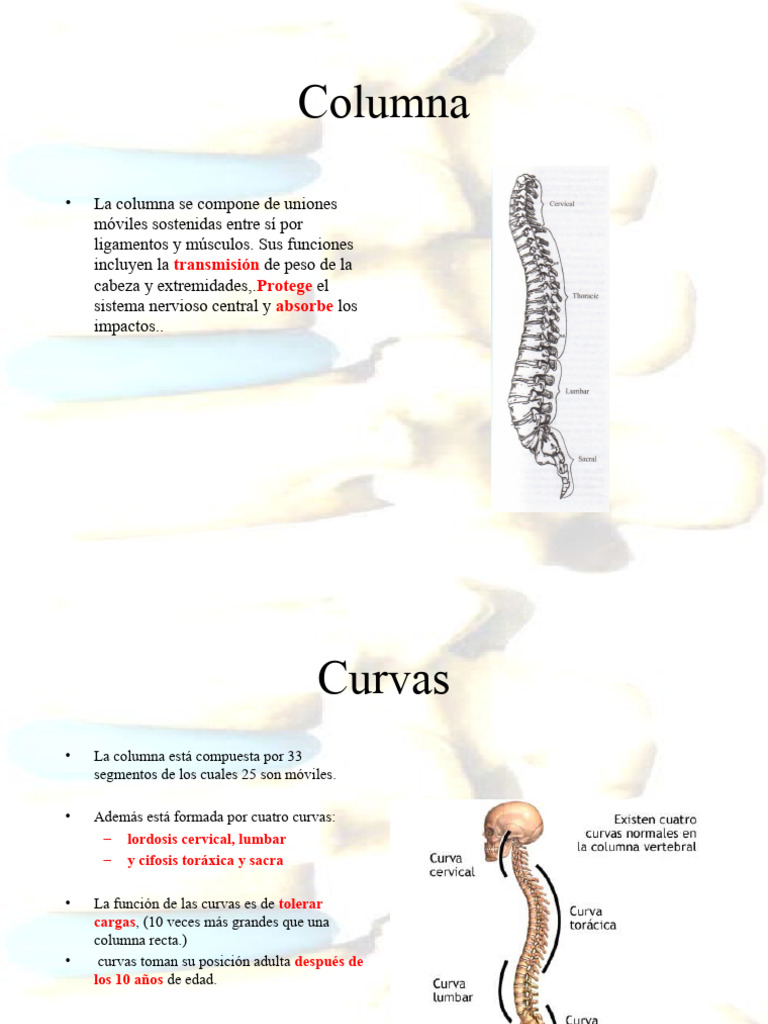 Anatomia Columna | PDF | La columna vertebral | Vértebra