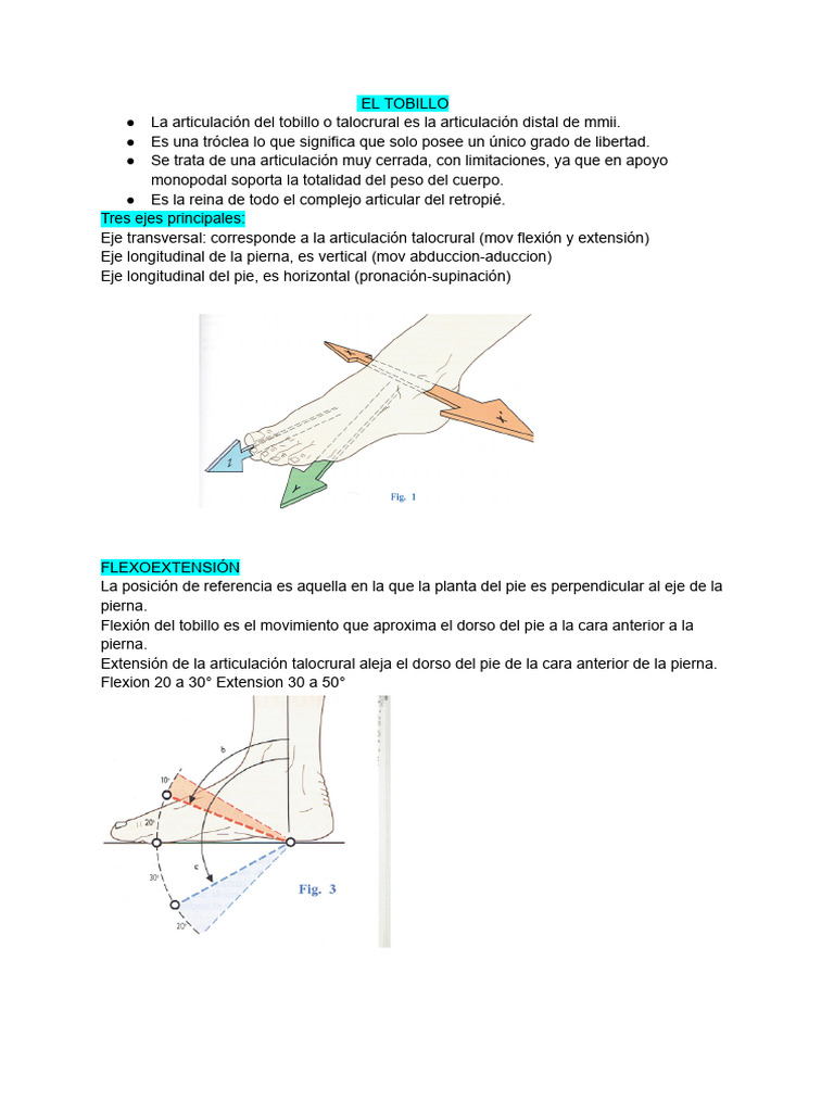 Anatomía y Función del Tobillo | PDF | Tobillo | Extremidades (anatomía)