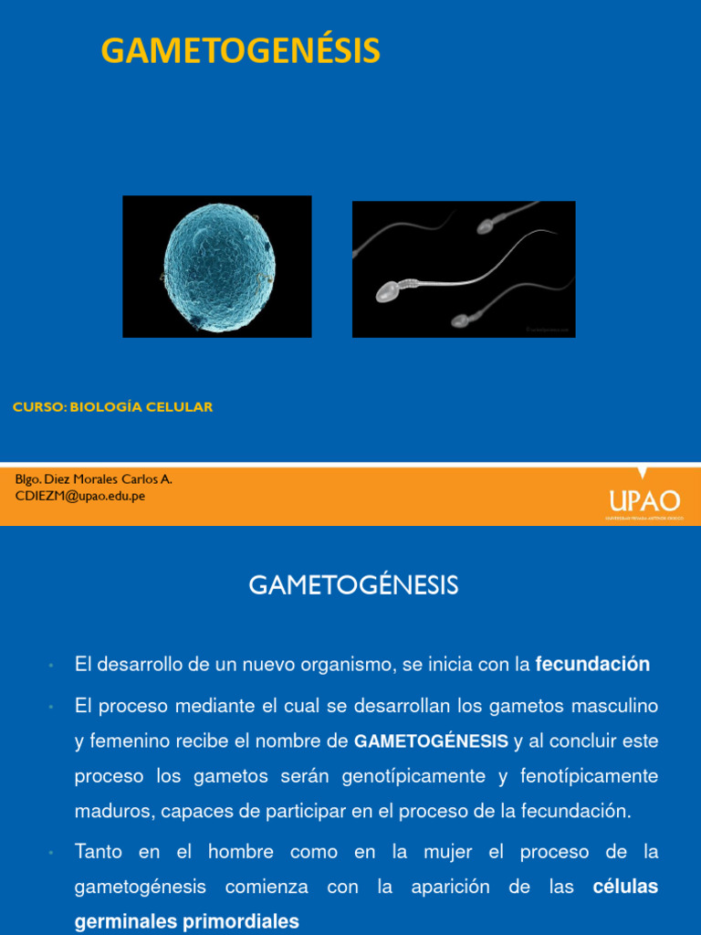 GAMETOGENESIS | PDF | Testículo | Ovario