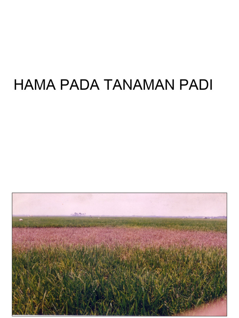 Hama Padi | PDF | Kajian Bahasa Asing | Sains & Matematika