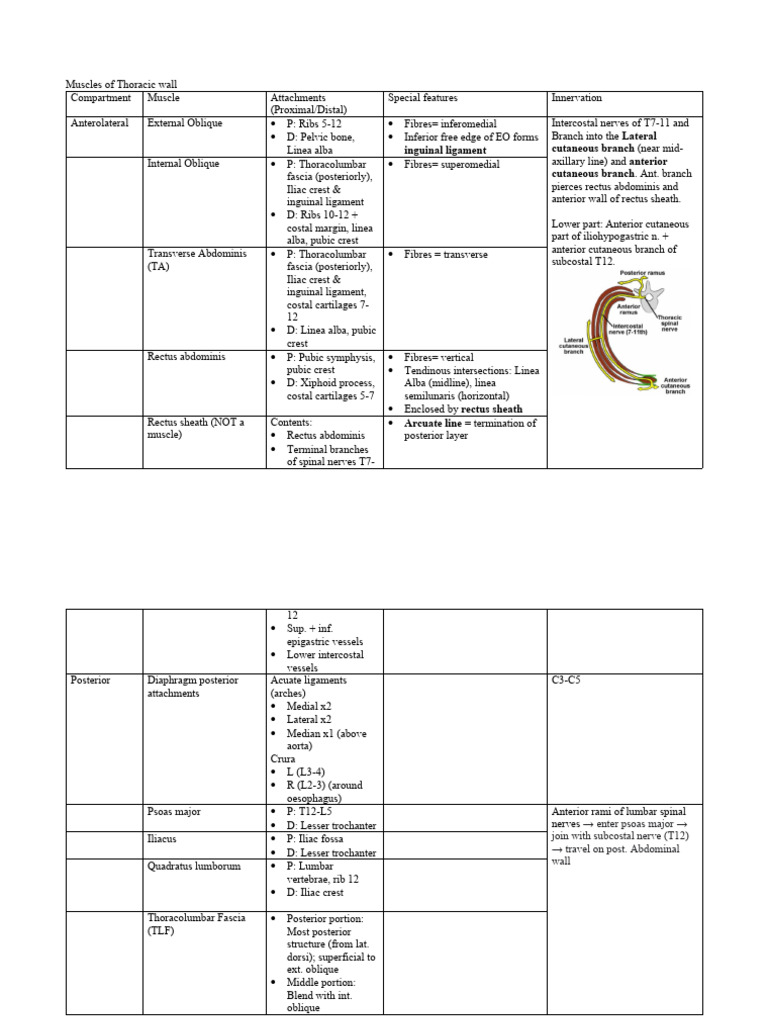 Muscles of Thoracic wall | PDF | Soft Tissue | Musculoskeletal System