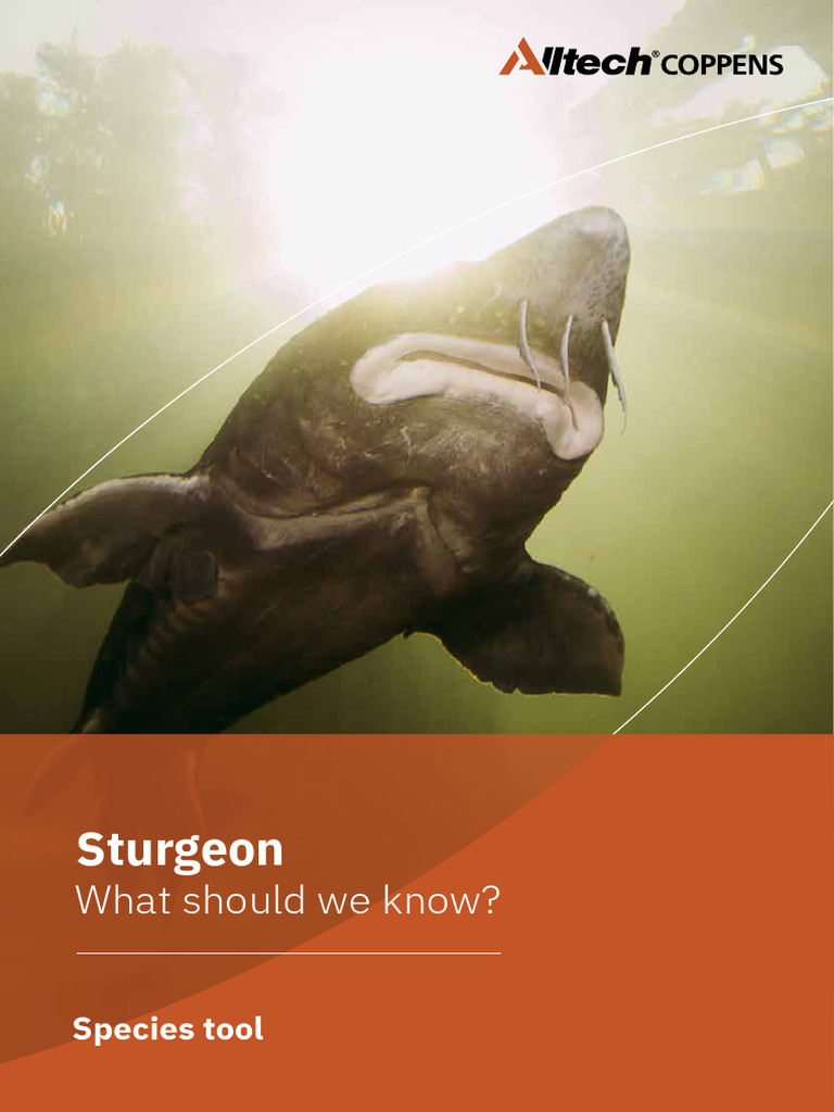 2022 09 Sturgeon Species Tool MD - Web | PDF | Fish And Humans | Fish