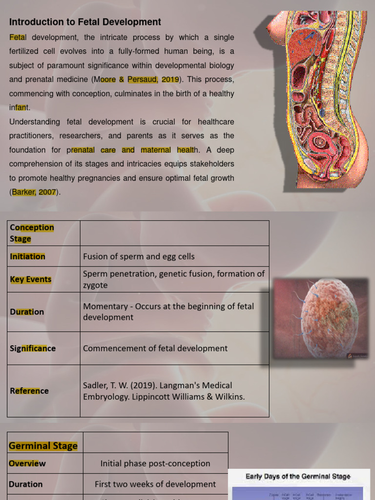 Fetal-Development-PreFinal | PDF | Pregnancy | Childbirth