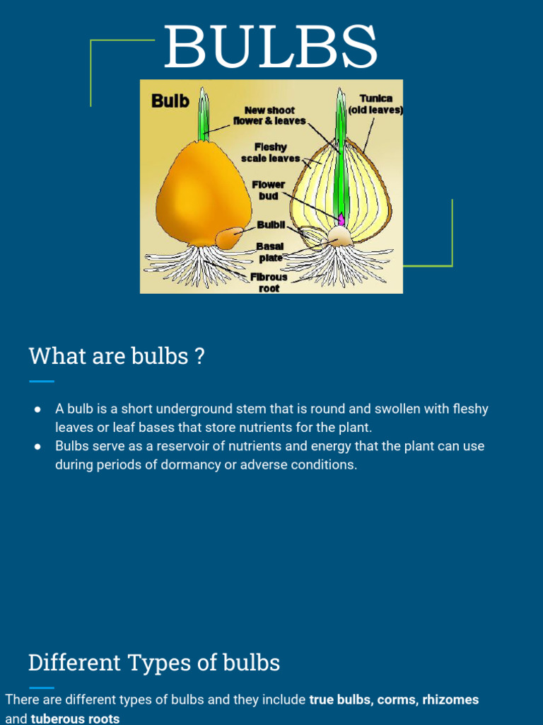 BULBS | PDF
