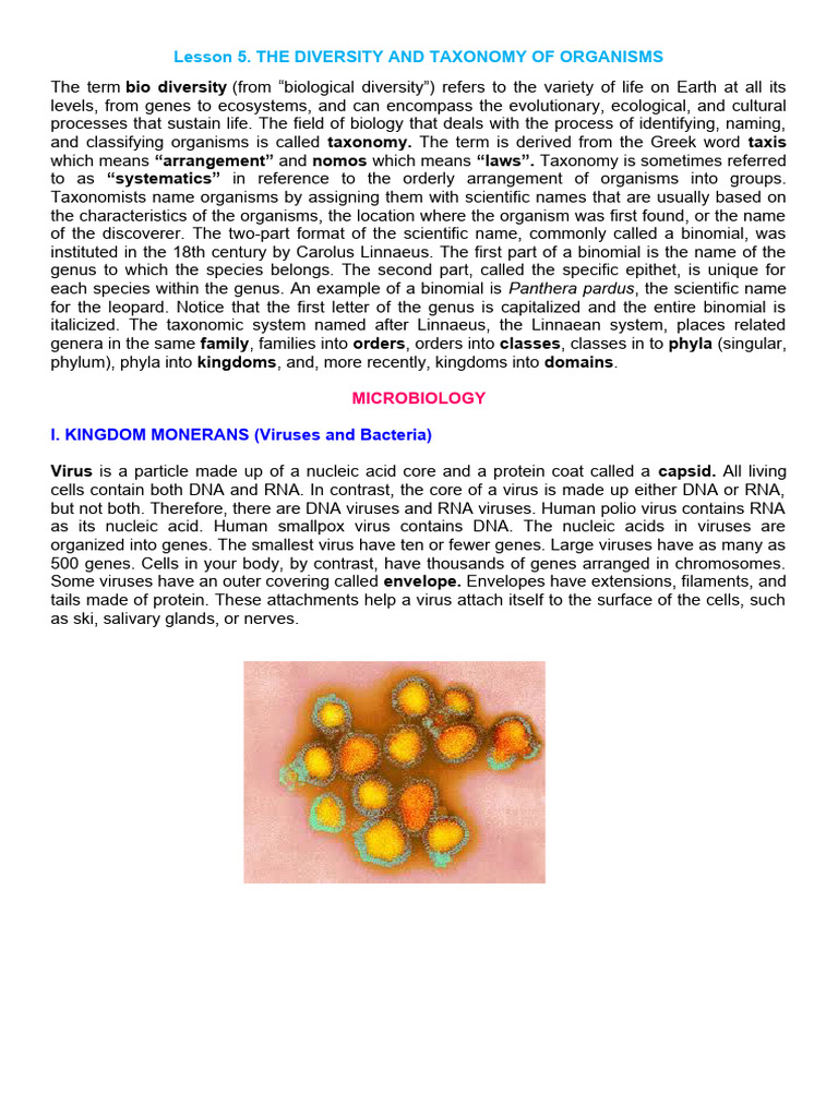 Lesson 5 | PDF | Bacteria | Virus