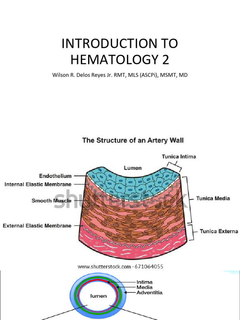 Introduction To Hematology 2 | PDF | Platelet | Coagulation
