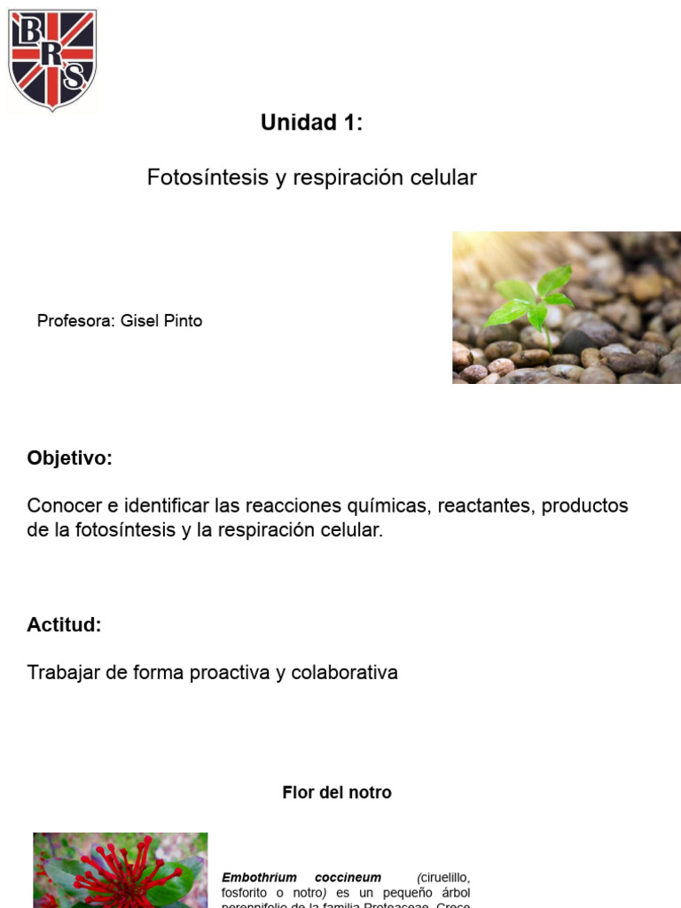 Fotosíntesis | PDF | Fotosíntesis | Respiración celular