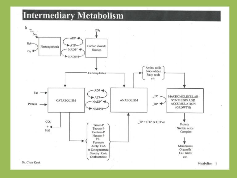 Metabolismo intermediario | PDF