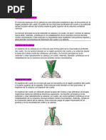 Musculos Intrinsecos y Extrinsecos Del Dorso | PDF | La columna ...