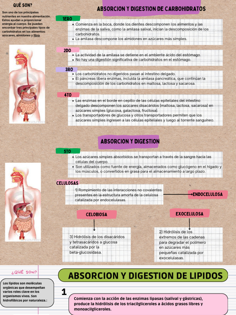Absorcion y Digestion | PDF | Digestión | Carbohidratos