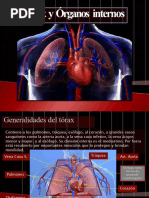 Anatomía Del Tórax y Región Abdomen y Pelvis | PDF | Abdomen | Tórax