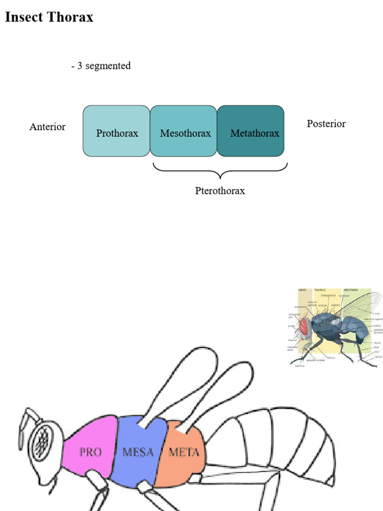 Lecture 10. Types of Insect Legs | PDF | Science & Mathematics | History