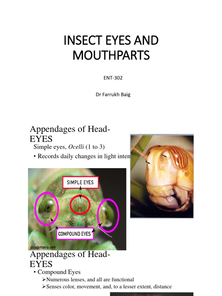 Opisthognathous Mouthparts Explained | PDF