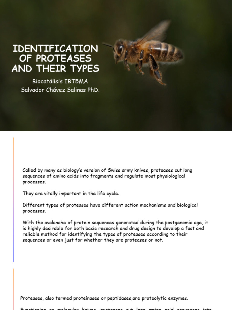 Identification of Proteases and Their Types | PDF | Protease | Proteins