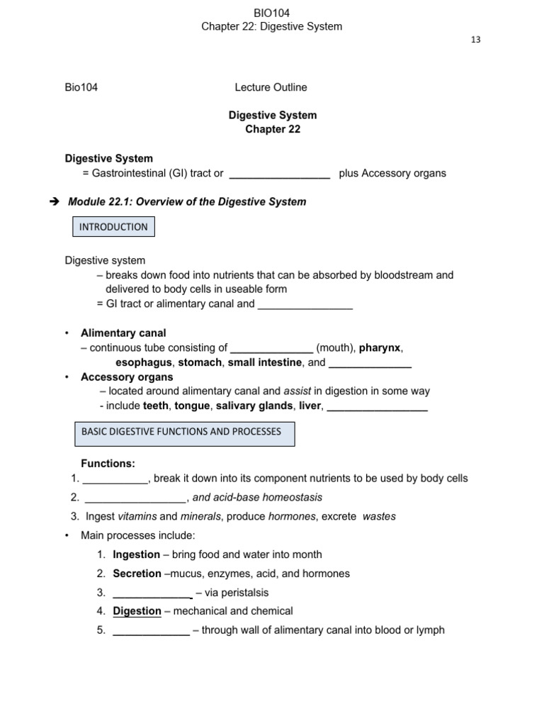 Digestive System Overview and Functions | PDF | Stomach | Pancreas