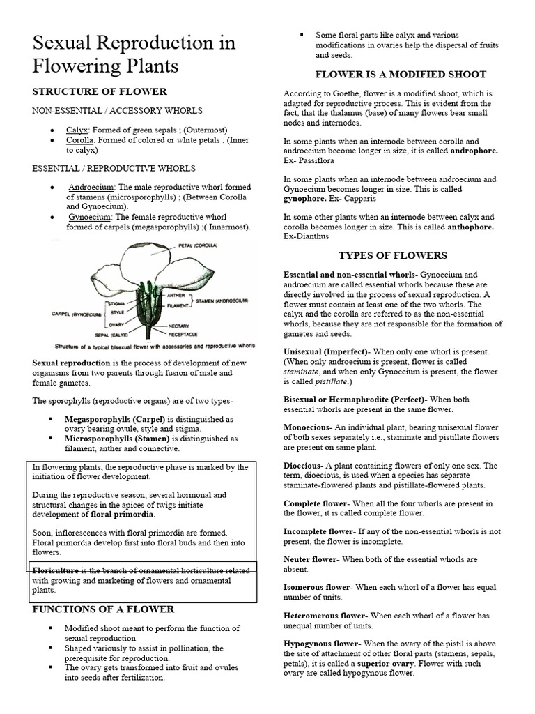 Sexual Reproduction in Flowering Plants | Download Free PDF | Flowers ...