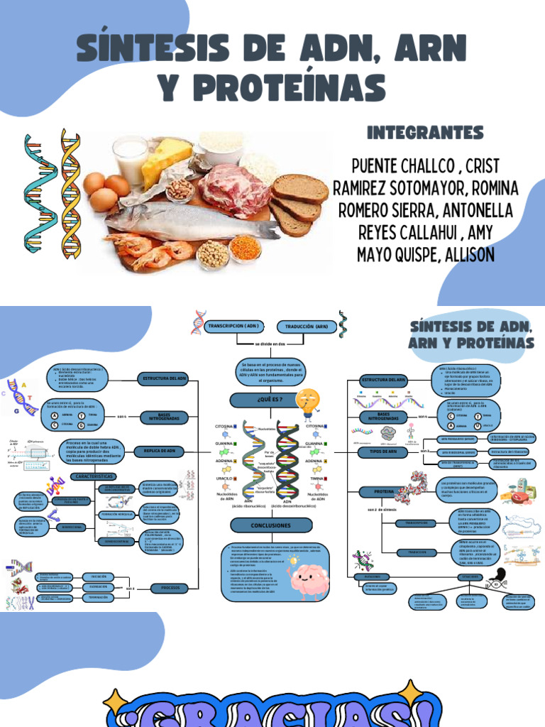 Grupo 4 - Adn, Arn y Proteinas | PDF | Rna | Adn