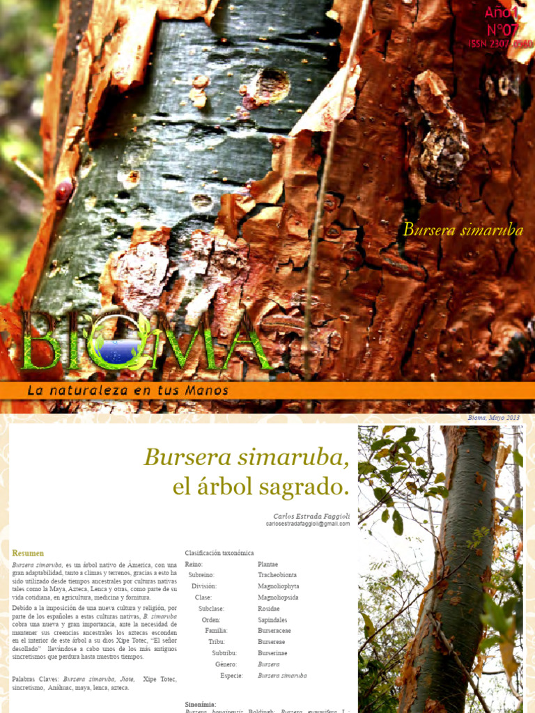 Bursera Simaruba | Descargar gratis PDF | Arboles
