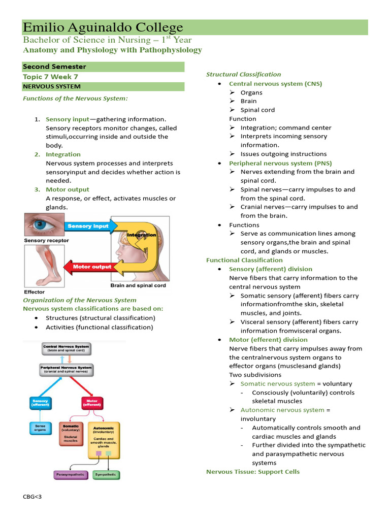 Anaphy Transes 1stYear1stSemMidTerms | PDF | Nervous System | Central ...