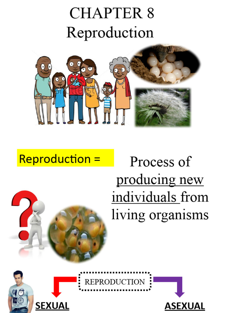IGCSE BIOLOGY: Reproduction | PDF | Menstrual Cycle | Sexual Reproduction