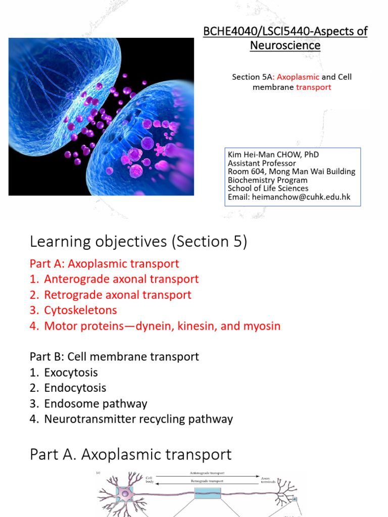 BCHE4040 2023 Lecture 4 (Sept 18) | Download Free PDF | Axon | Cytoskeleton