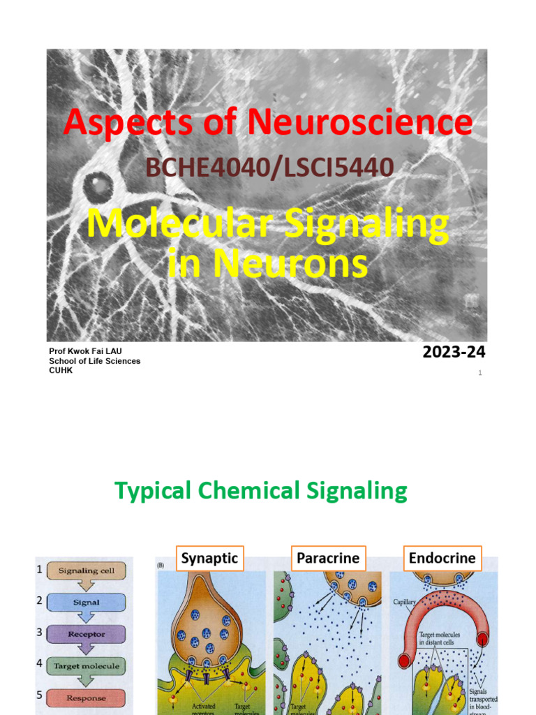 03 Molecular Signaling in Neurons - Student | PDF | Cell Signaling ...