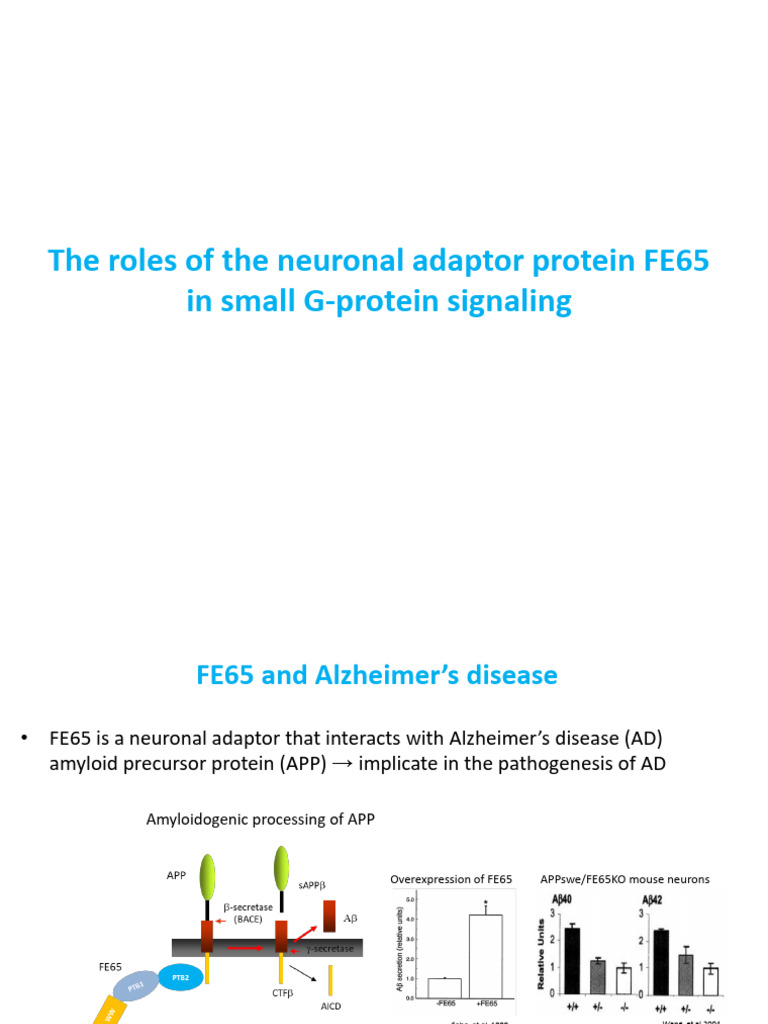 Neuronal Protein FE65 in Brain Development | PDF | Biology | Cell Biology