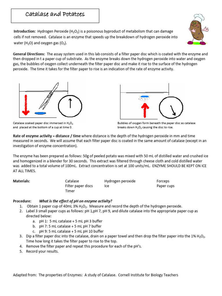 Catalase Lab | PDF | Catalase | Hydrogen Peroxide