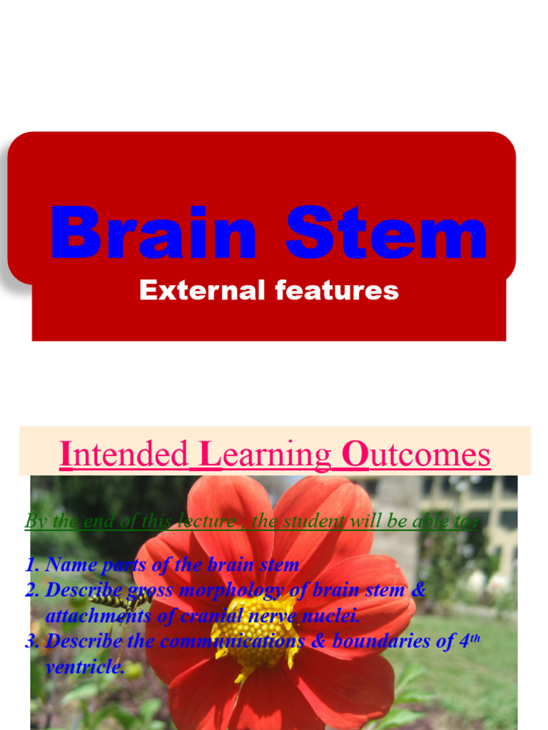 Brain Stem And Cranial Nuclei Anatomy 4 2nd Year Pdf Brainstem