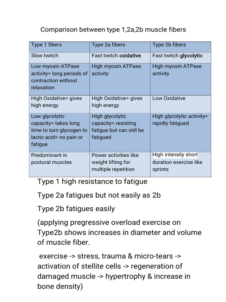 Muscle Fiber Types: 1, 2a, and 2b Comparison | PDF
