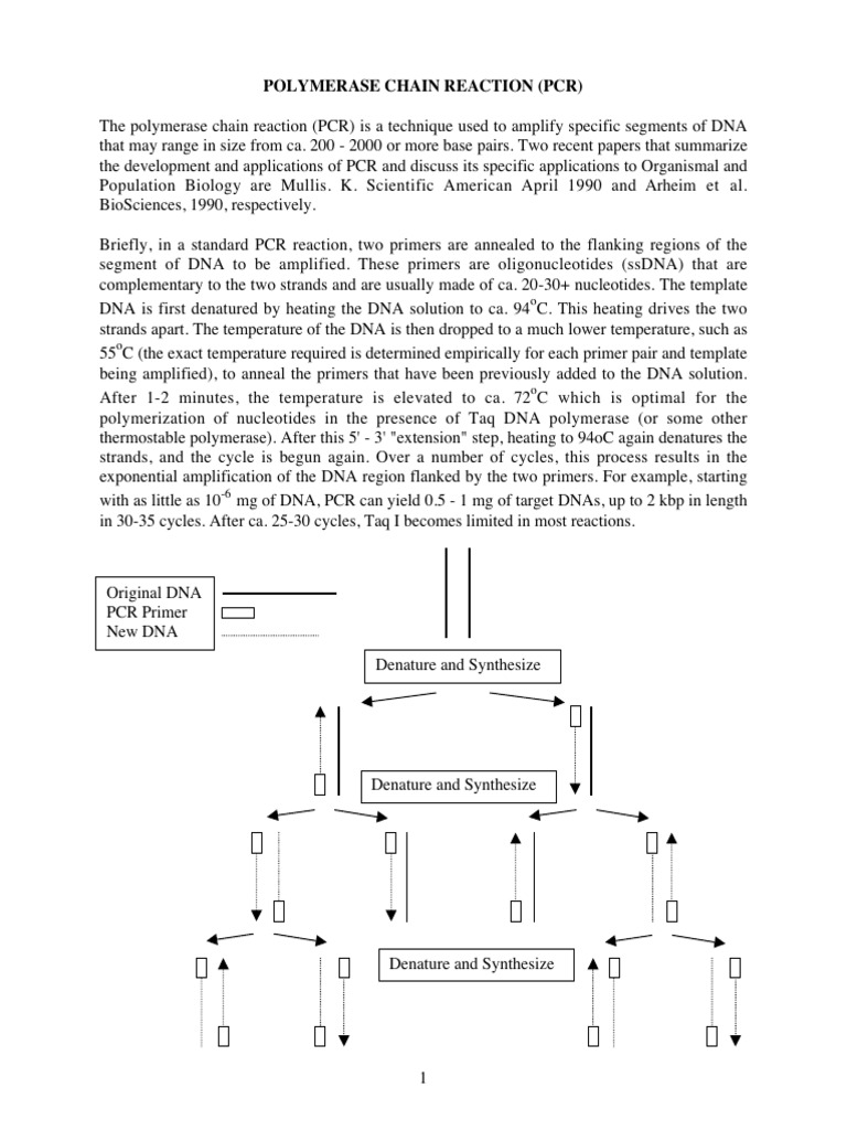 PCR Procedure | PDF | Polymerase Chain Reaction | Primer (Molecular Biology)