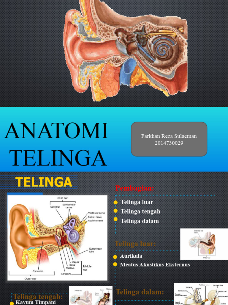 Anatomi Telinga Dan Fisiologi Pendengaran | PDF