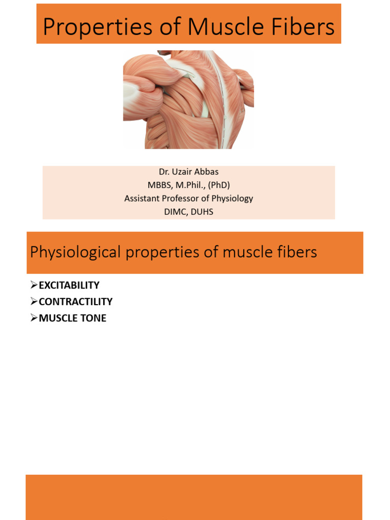 Muscle Fiber Properties Explained | PDF | Muscle Contraction | Stimulus ...