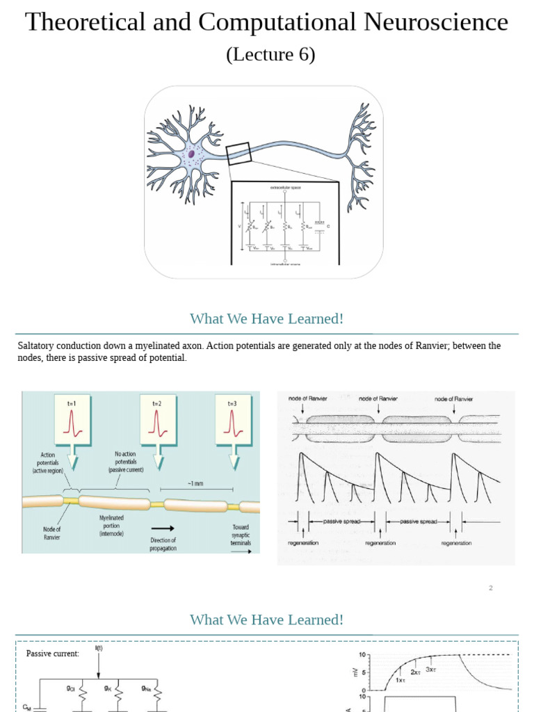 Models of Neurons in Theoretical Neuroscience | PDF | Action Potential ...