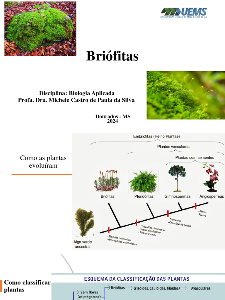 Características e Classificação das Briófitas | PDF | Musgo | Plantas