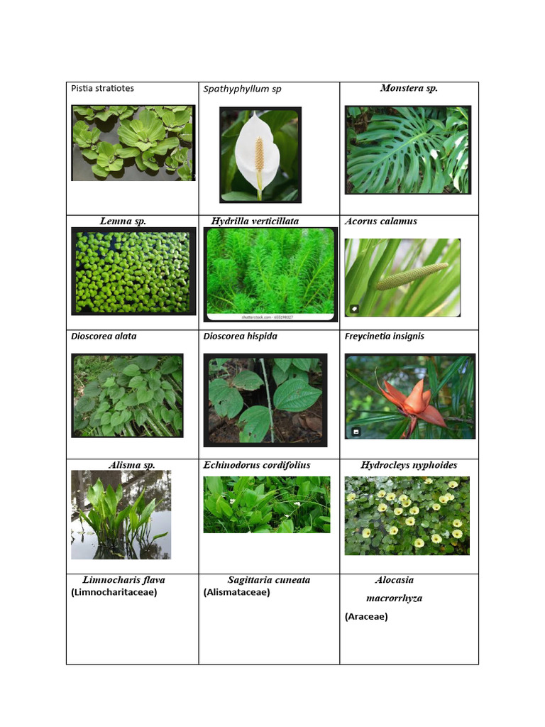 Gambar Monocots | PDF