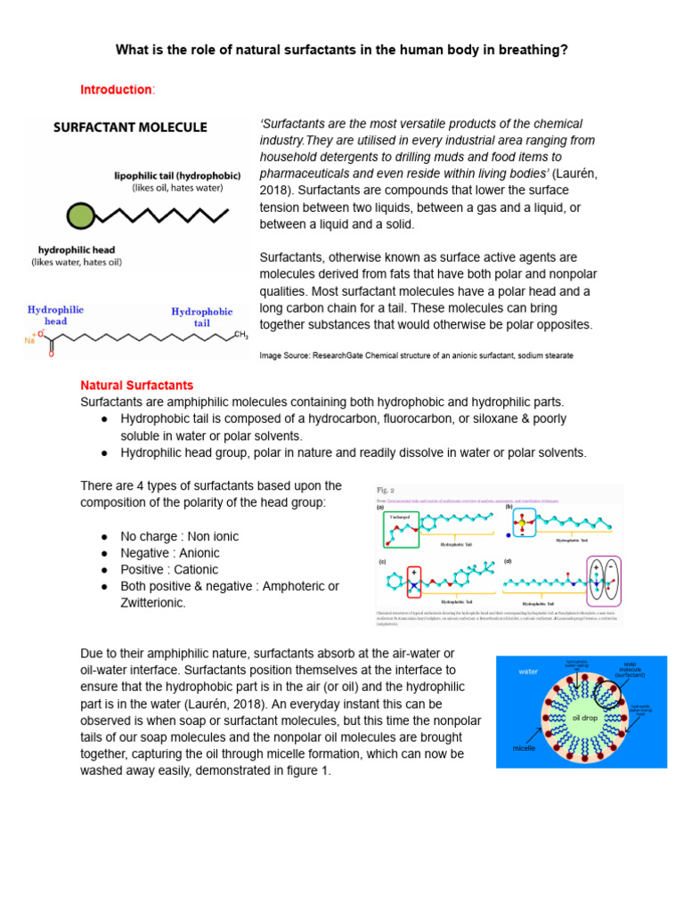 What Is The Role of Natural Surfactants in The Human Body in Breathing ...