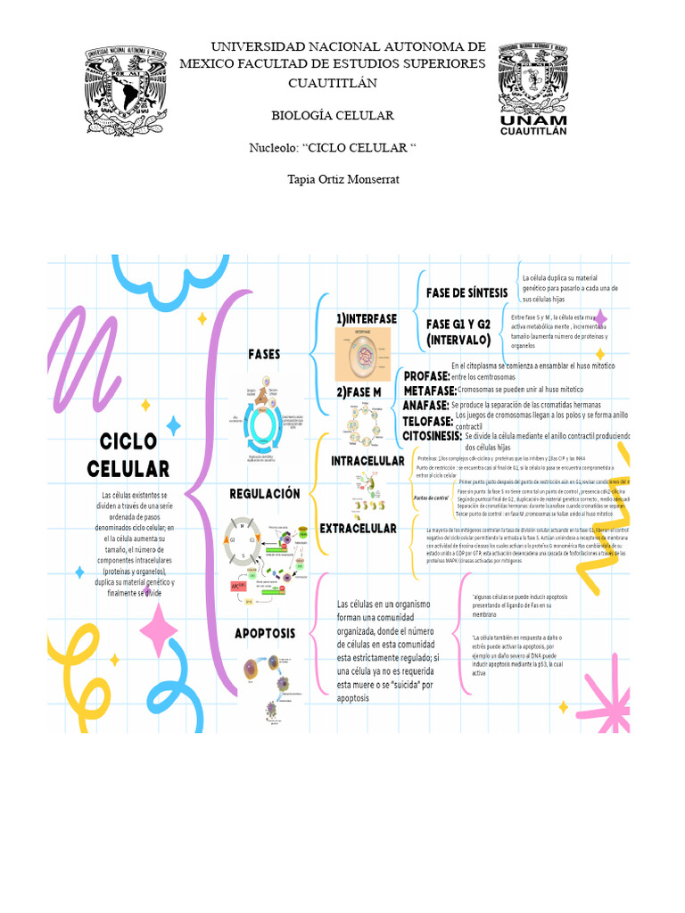 Ciclo Tapia Monserrat | PDF | Ciclo celular | Biología Celular)