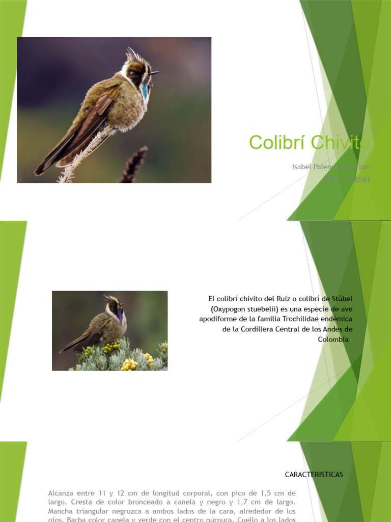 Colibri Chivito | PDF