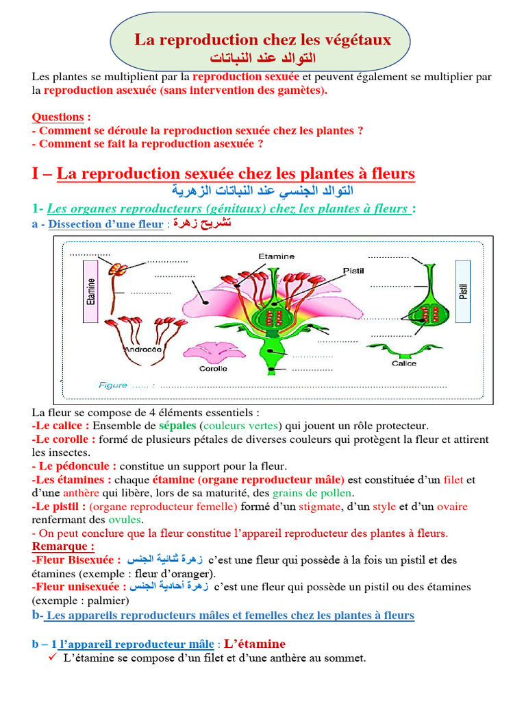 Reproduction des Plantes : Sexuée et Asexuée | PDF | Système ...