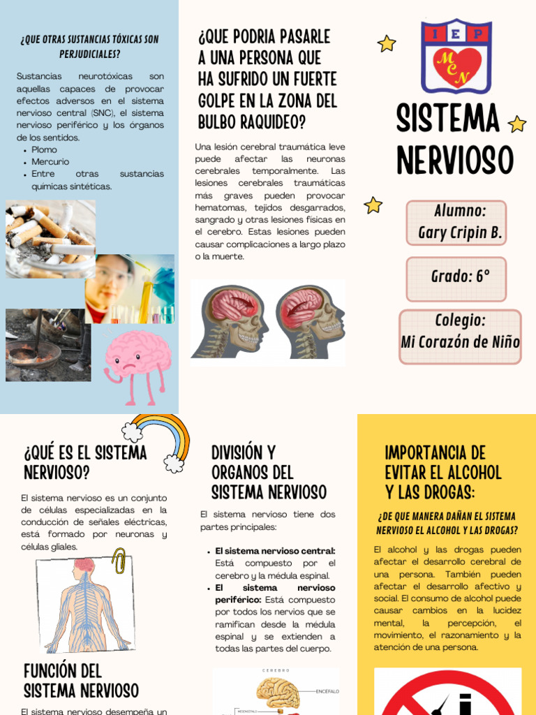 Triptico Sistema Nervioso | PDF | Sistema nervioso | Cerebro