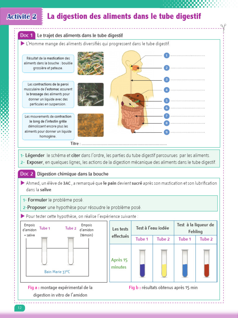 Digestion des Aliments en 3AC | PDF | Tractus gastro-intestinal | Amidon