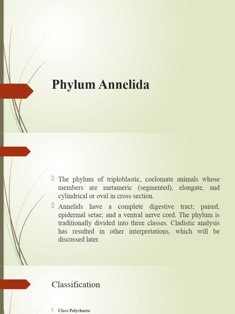 Phylum Annelida 1 | PDF | Biology
