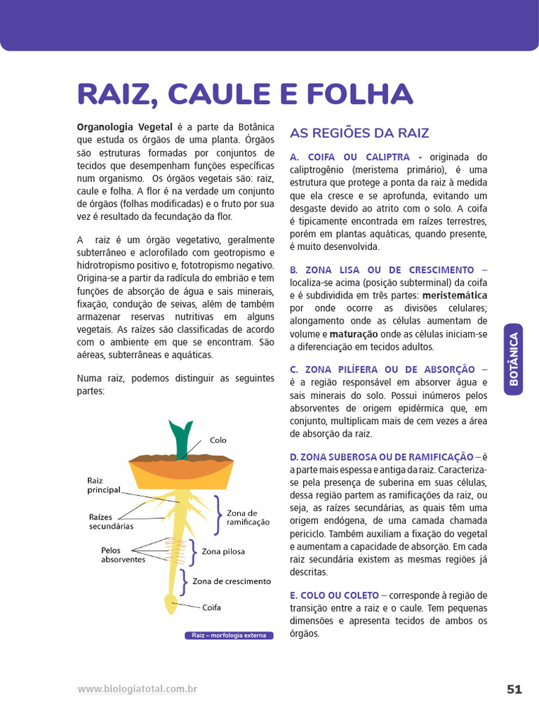 Raiz, Caule e Folha | PDF | Raiz | Folha