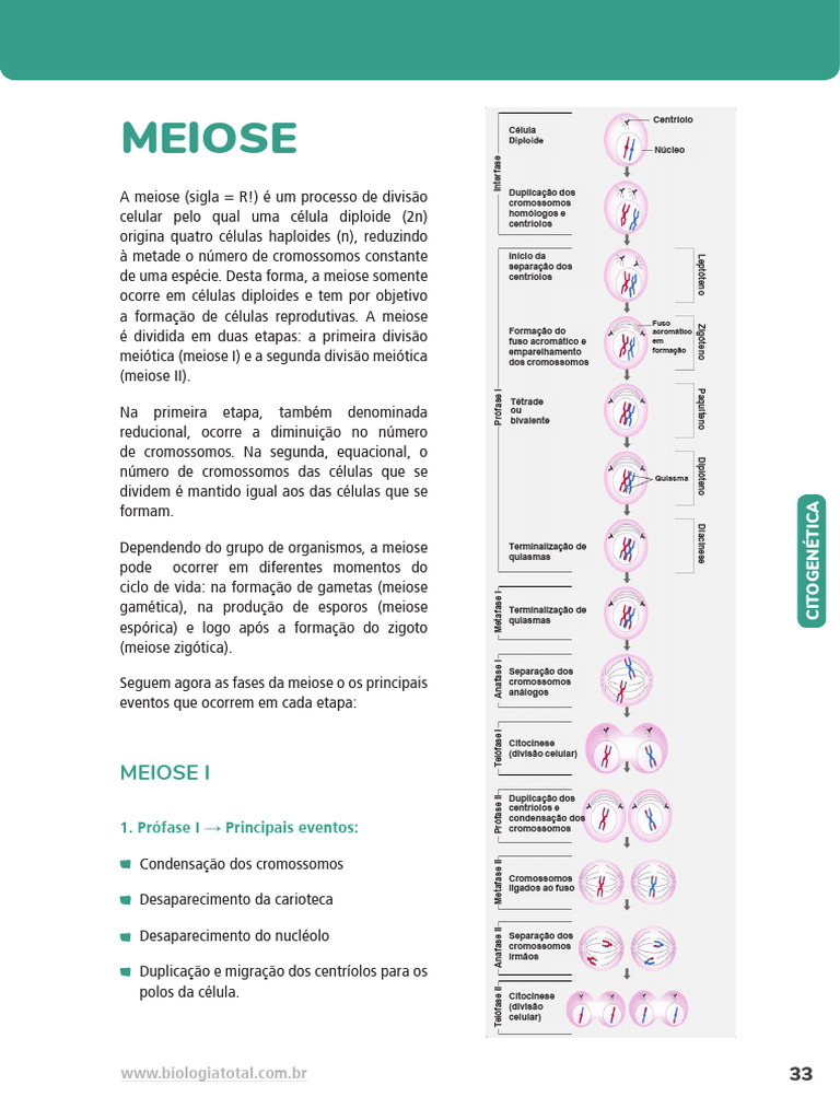 MEIOSE | PDF | Meiose | Mitose