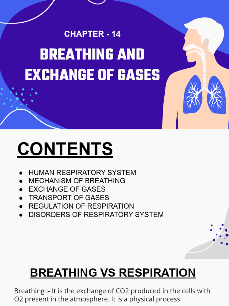 Breathing and Exchange of Gases Final | PDF | Exhalation | Lung
