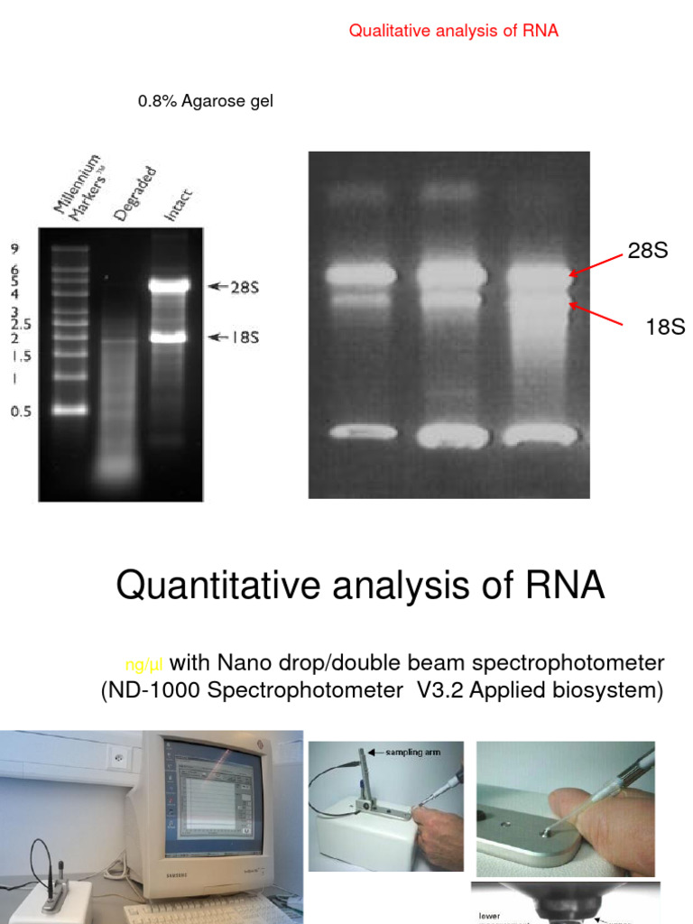 Genomic and CDNA Libraries | PDF