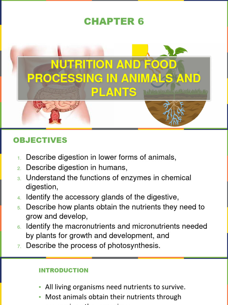Nutrition and Digestion in Animals and Plants | PDF | Stomach | Digestion