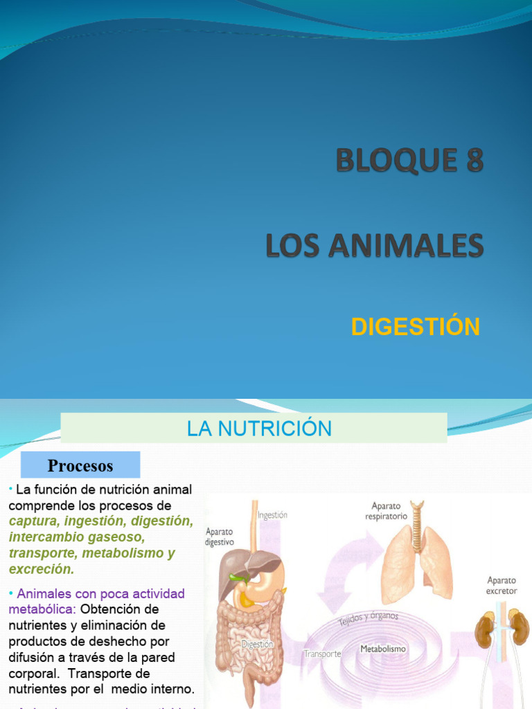 BLOQUE 8 Los Animales Digestión | PDF | Digestión | Sistema digestivo humano