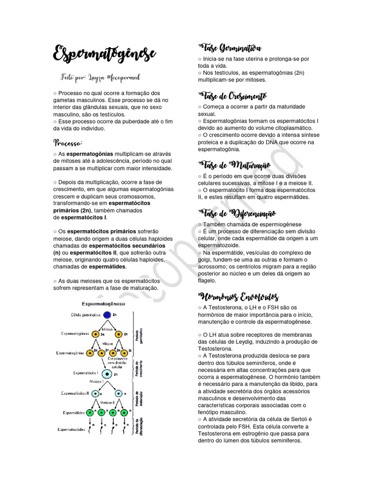 Resumo Espermatogênese | PDF | Processos biológicos | Sistema reprodutivo Resumo Espermatogênese | PDF | Processos biológicos | Sistema reprodutivo